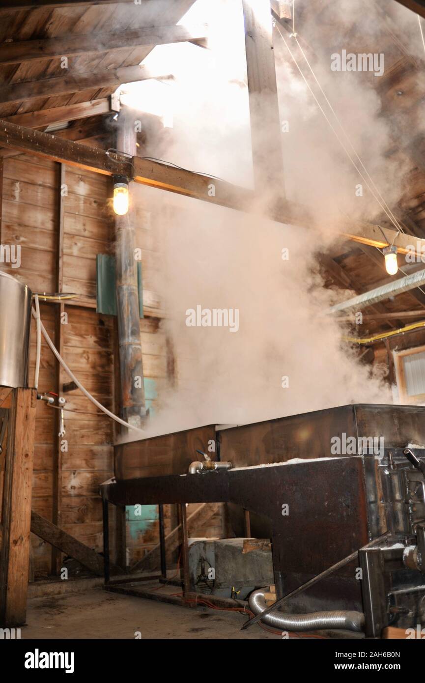 Making maple syrup by tapping maple trees, collecting sap, boiling sap ...