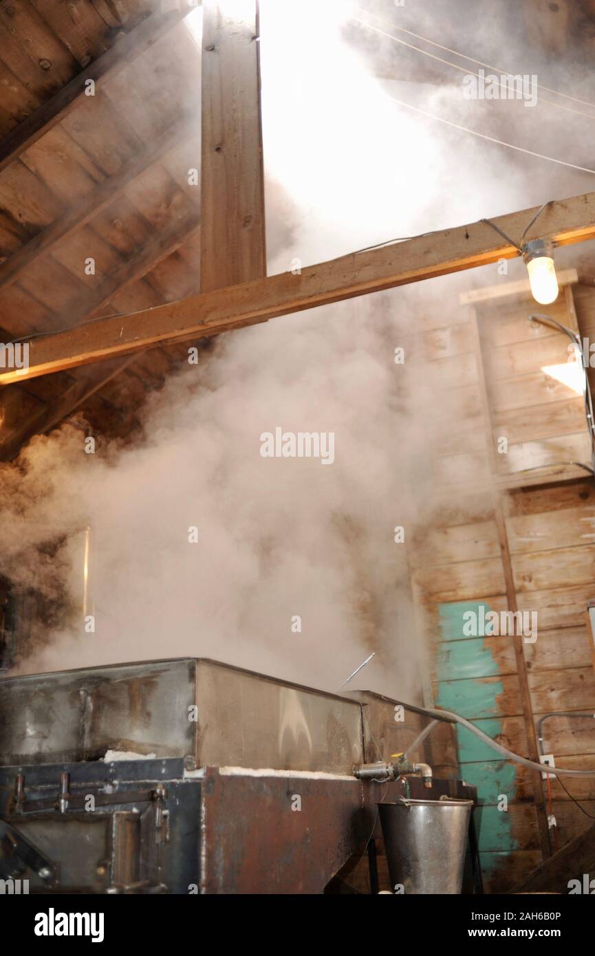 Making maple syrup by tapping maple trees, collecting sap, boiling sap ...