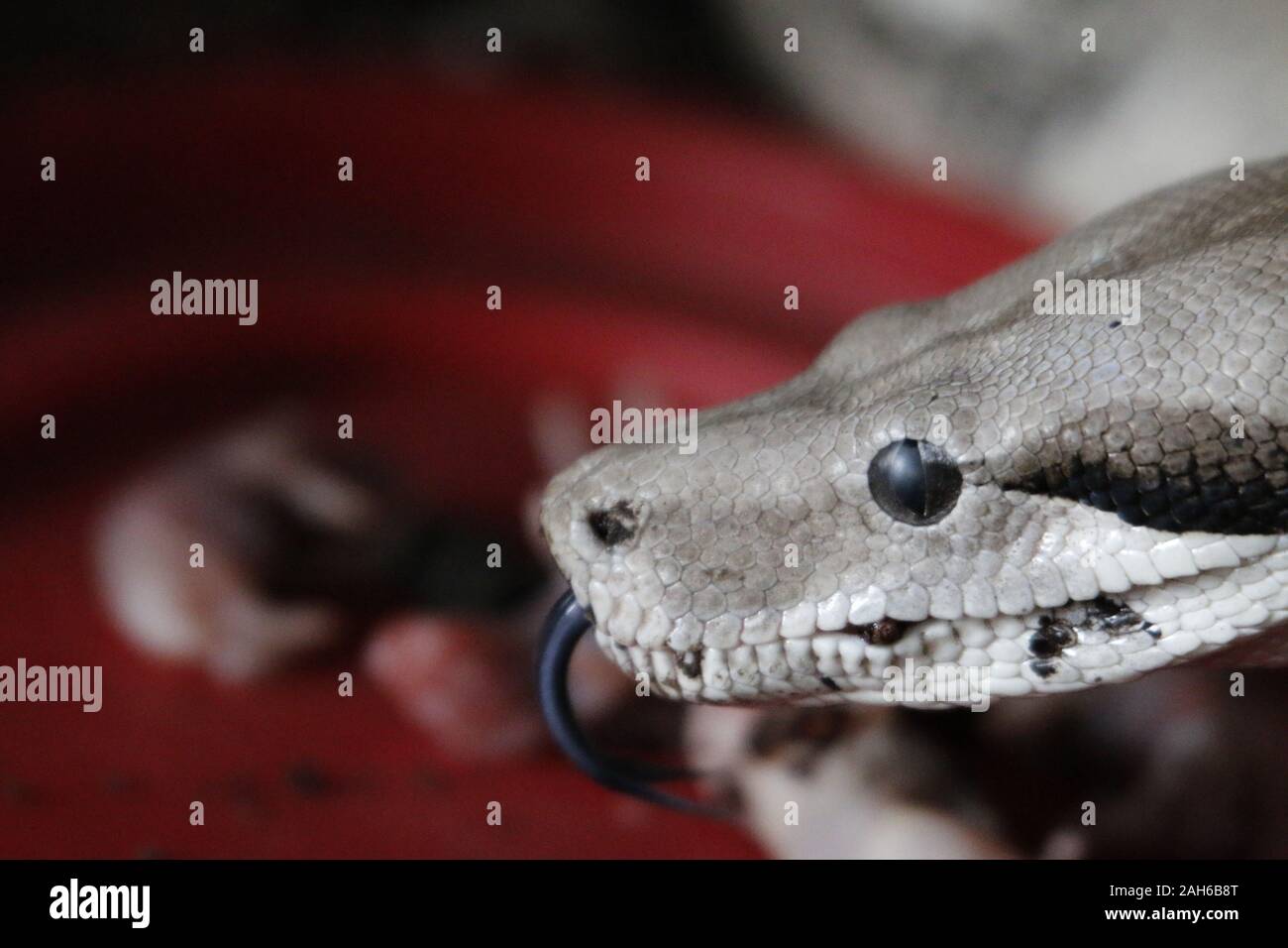 Boa constrictor and teeth hi-res stock photography and images - Alamy