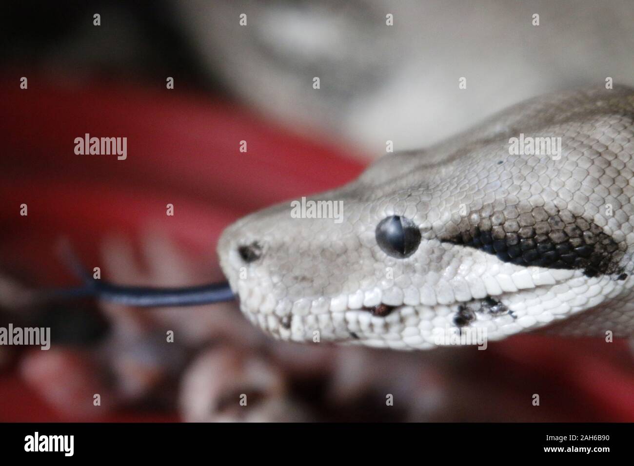 Boa constrictor and teeth hi-res stock photography and images - Alamy