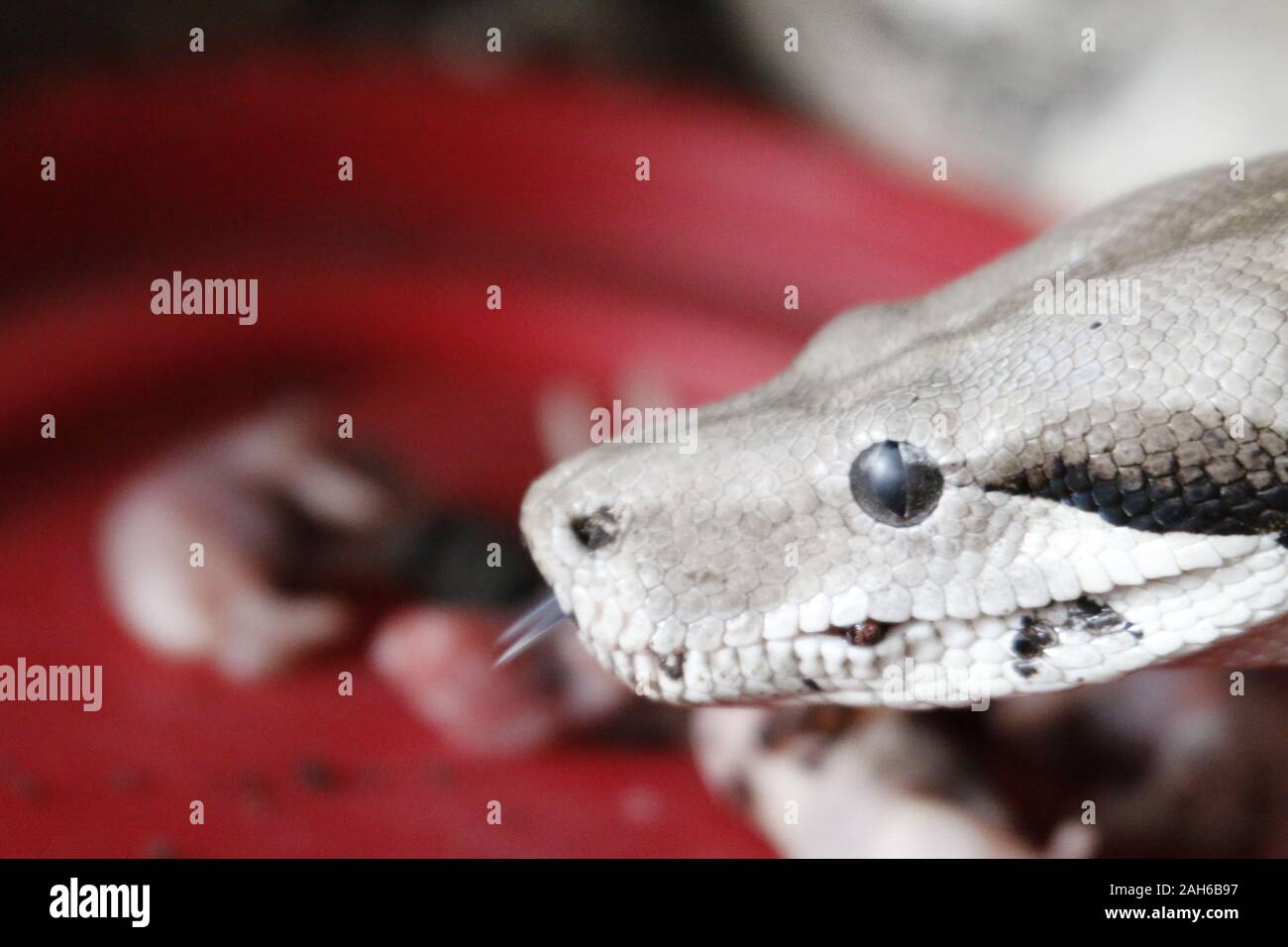 Boa constrictor and teeth hi-res stock photography and images - Alamy