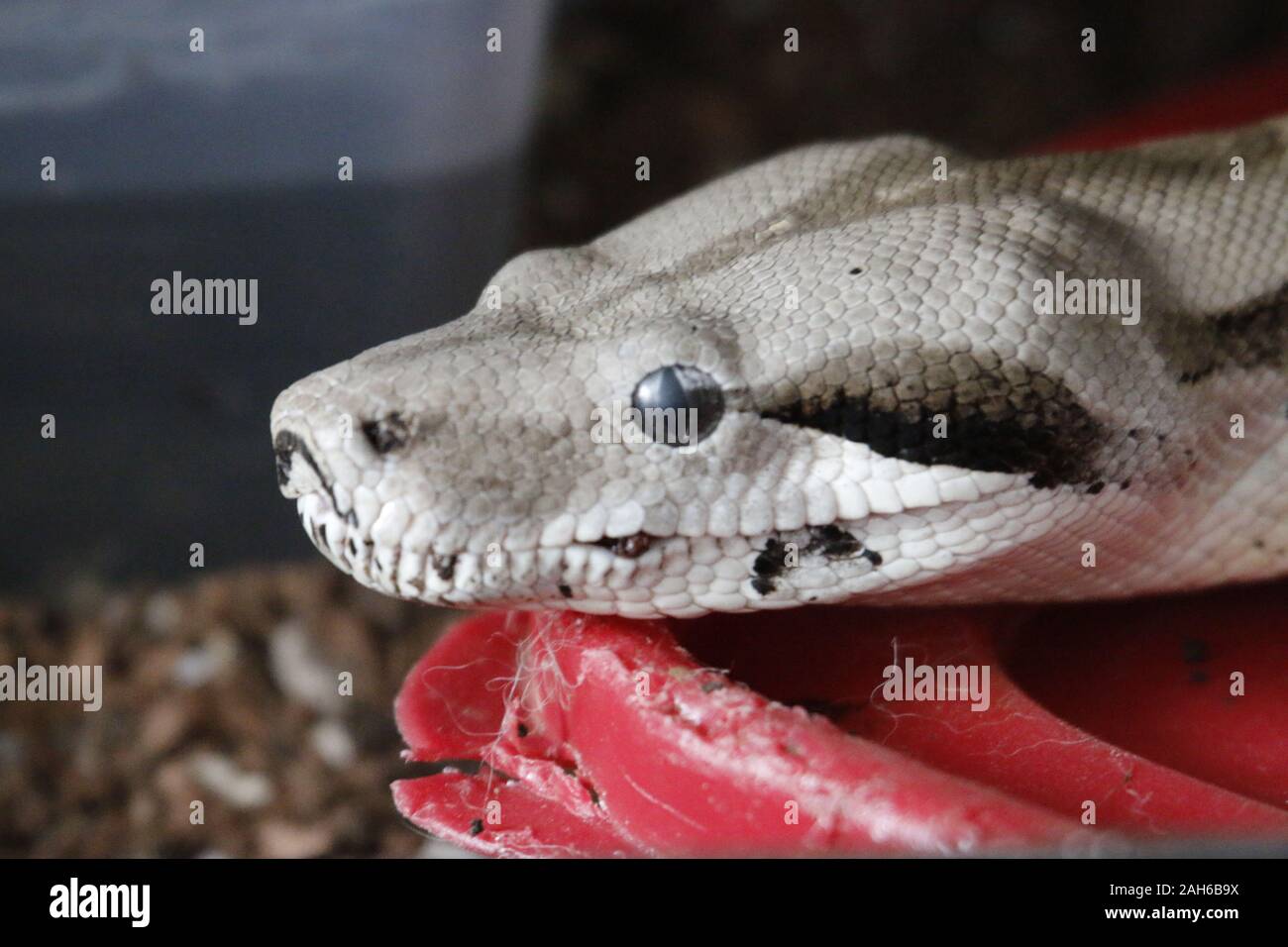 Boa constrictor and teeth hi-res stock photography and images - Alamy