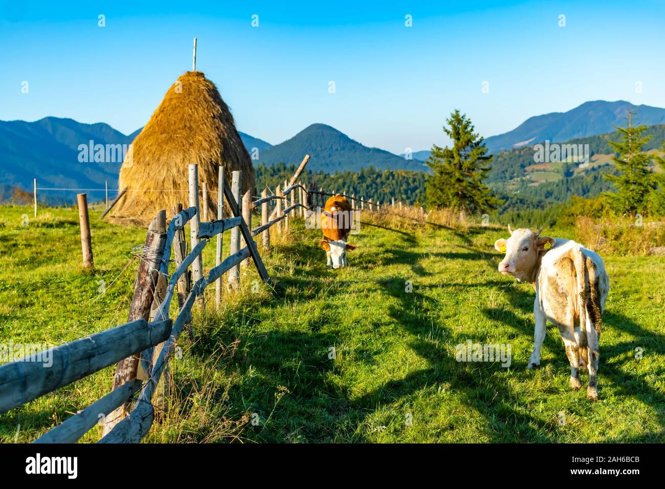 Ray straw hi-res stock photography and images - Alamy