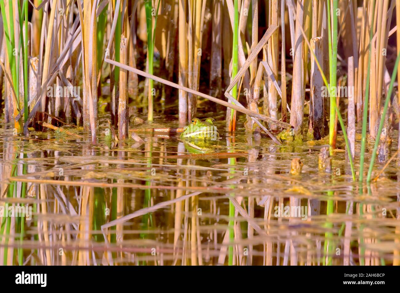 Habitat preservation hi-res stock photography and images - Alamy