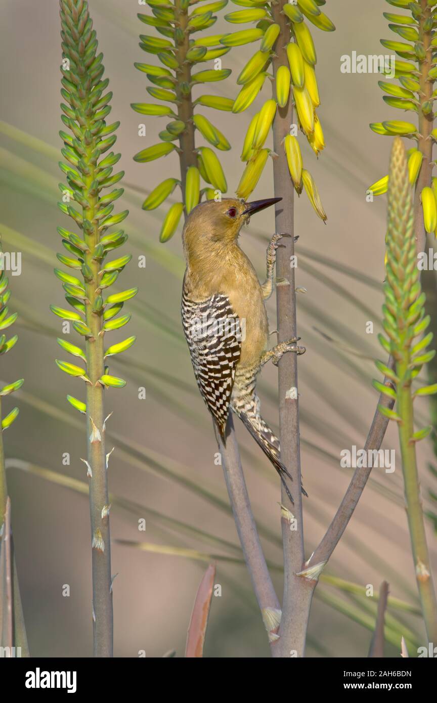 Female gilded flicker hi-res stock photography and images - Alamy