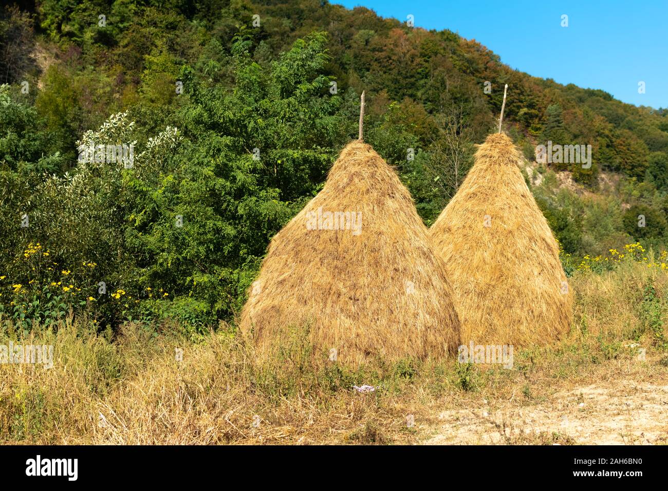 Beautiful mountain landscape with traditional piles of hay on meadow in ...