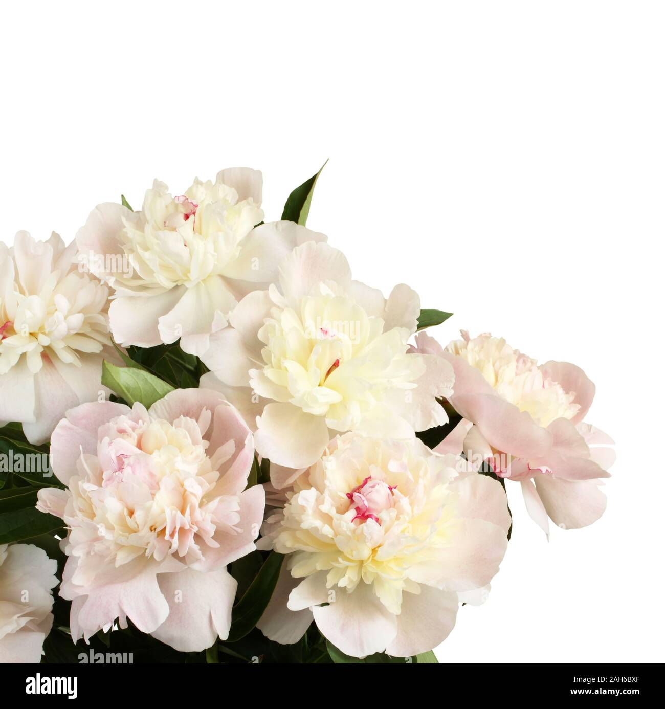 Light pink peonies hi-res stock photography and images - Alamy