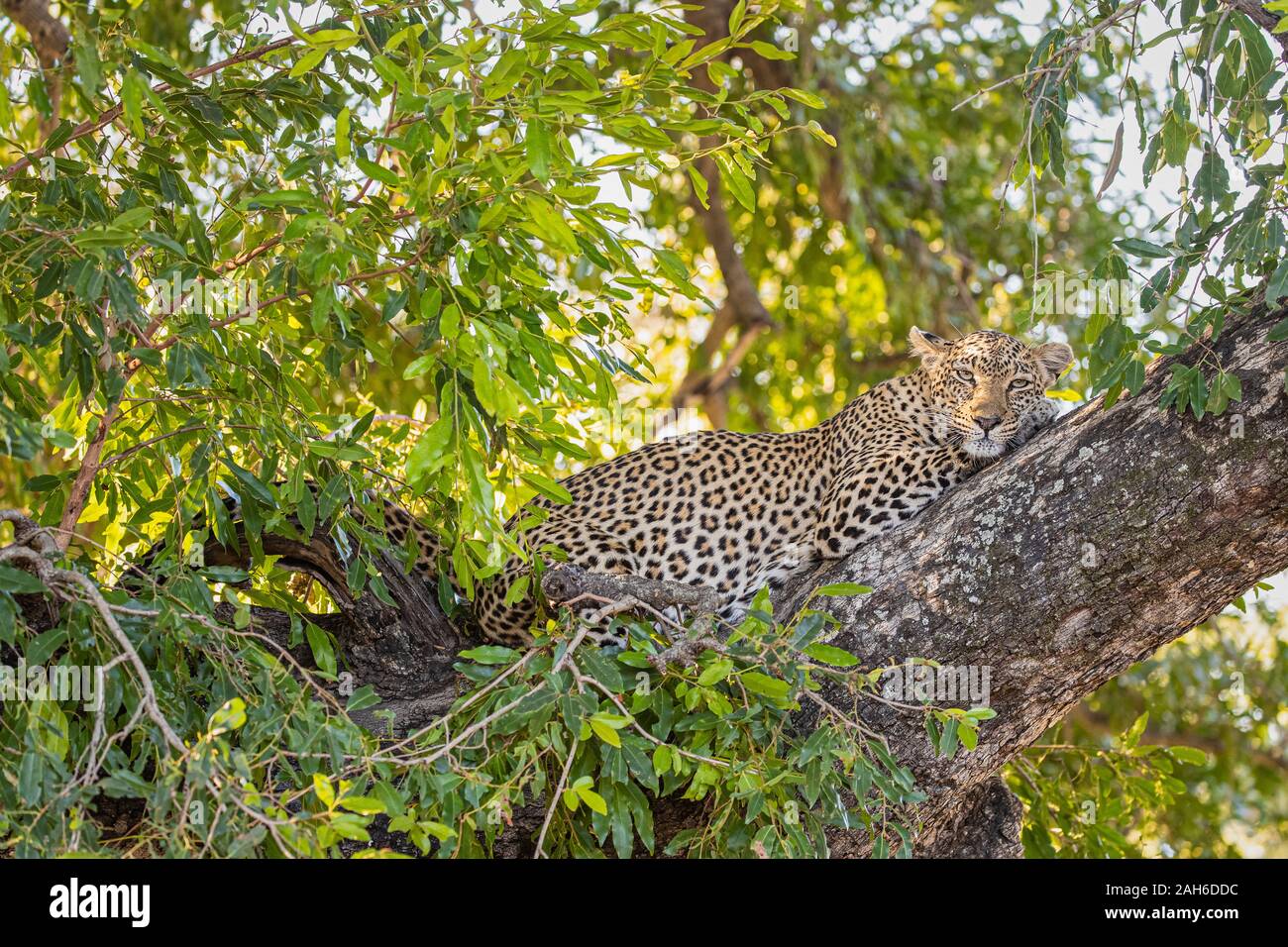 Leopard resting in a tree hi-res stock photography and images - Alamy