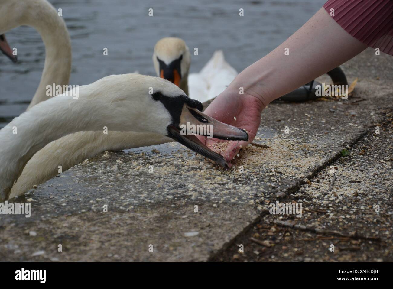 From bites hi-res stock photography and images - Alamy