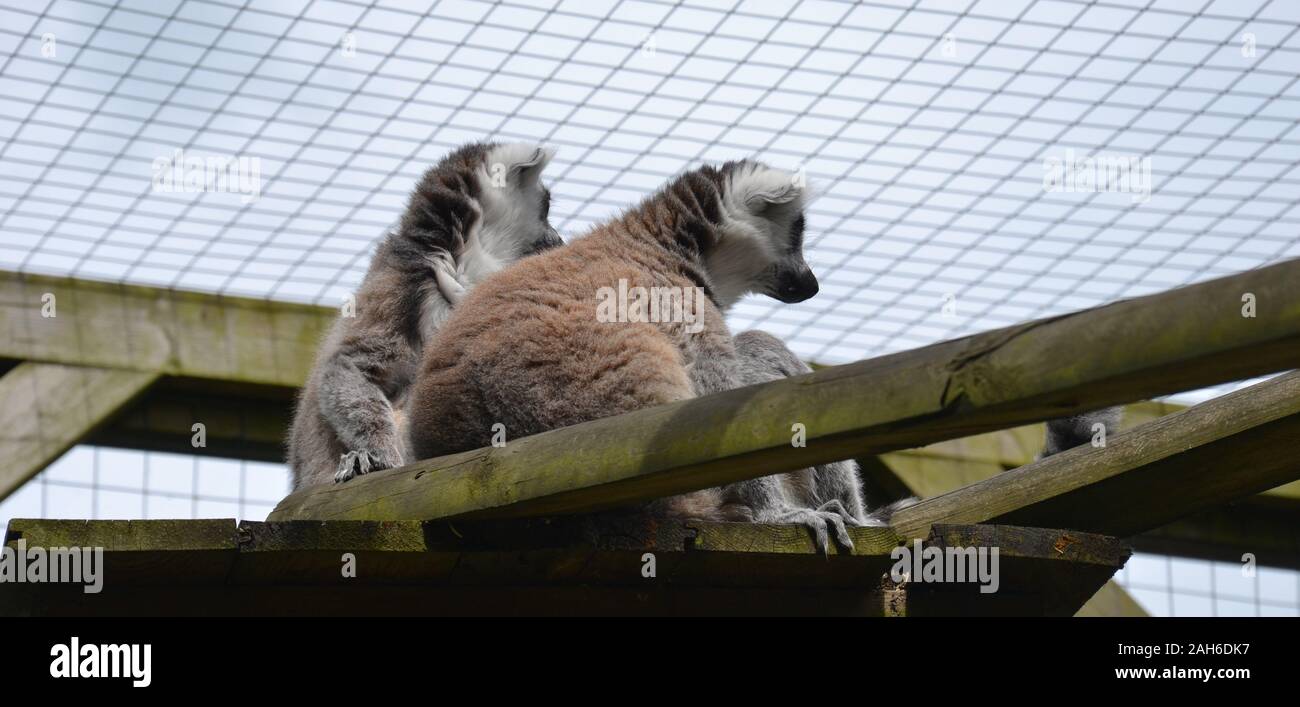 Ring tailed lemur couple hi-res stock photography and images - Alamy