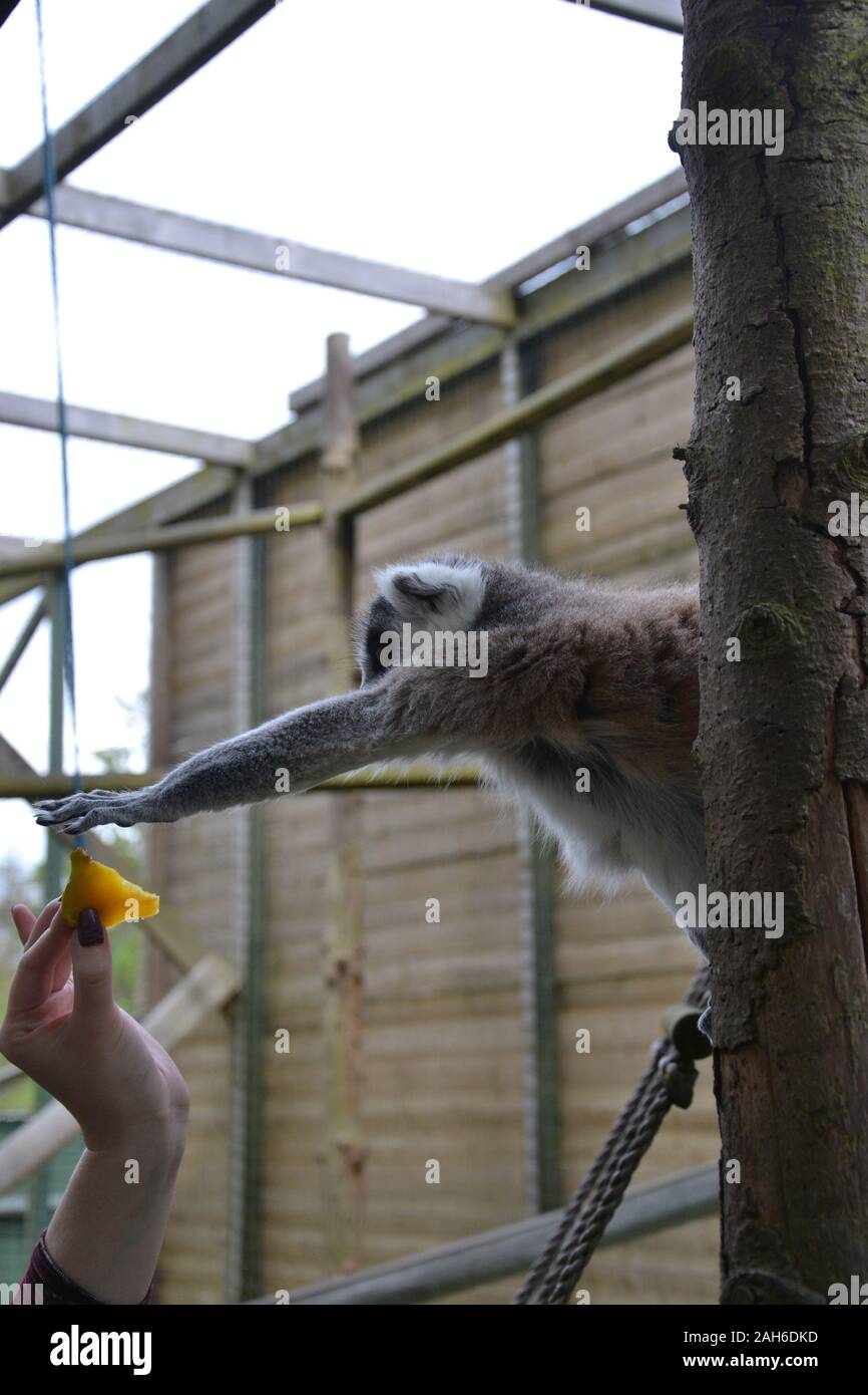 Ring Tailed Lemur (Lemur catta) reaching out to try to grab a piece of ...