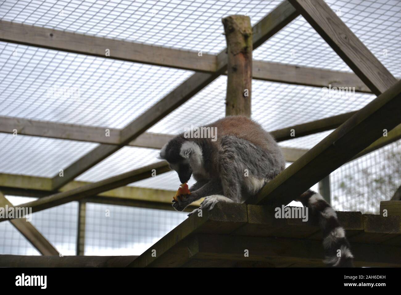 Side view of Ring Tailed Lemur (Lemur catta) eating fruit while in a ...