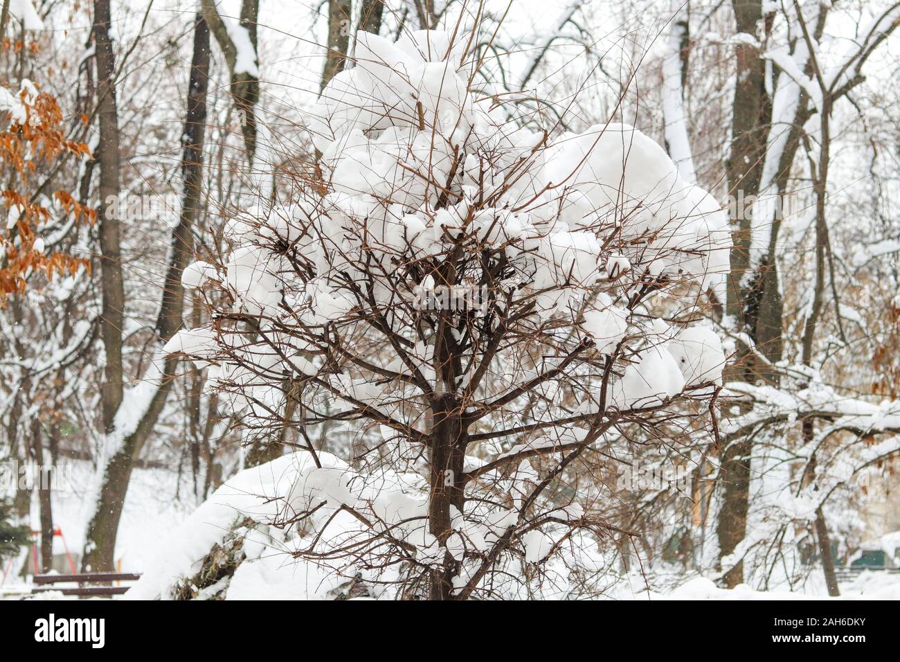 Snow on a tree covering everything at the park Stock Photo - Alamy