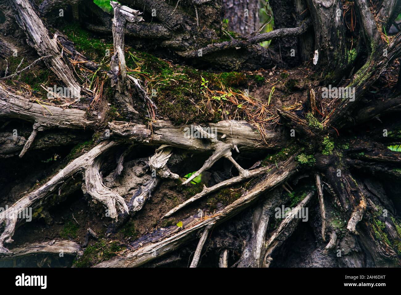 Forest trail with tree roots. Hiking in coniferous forest Stock Photo ...