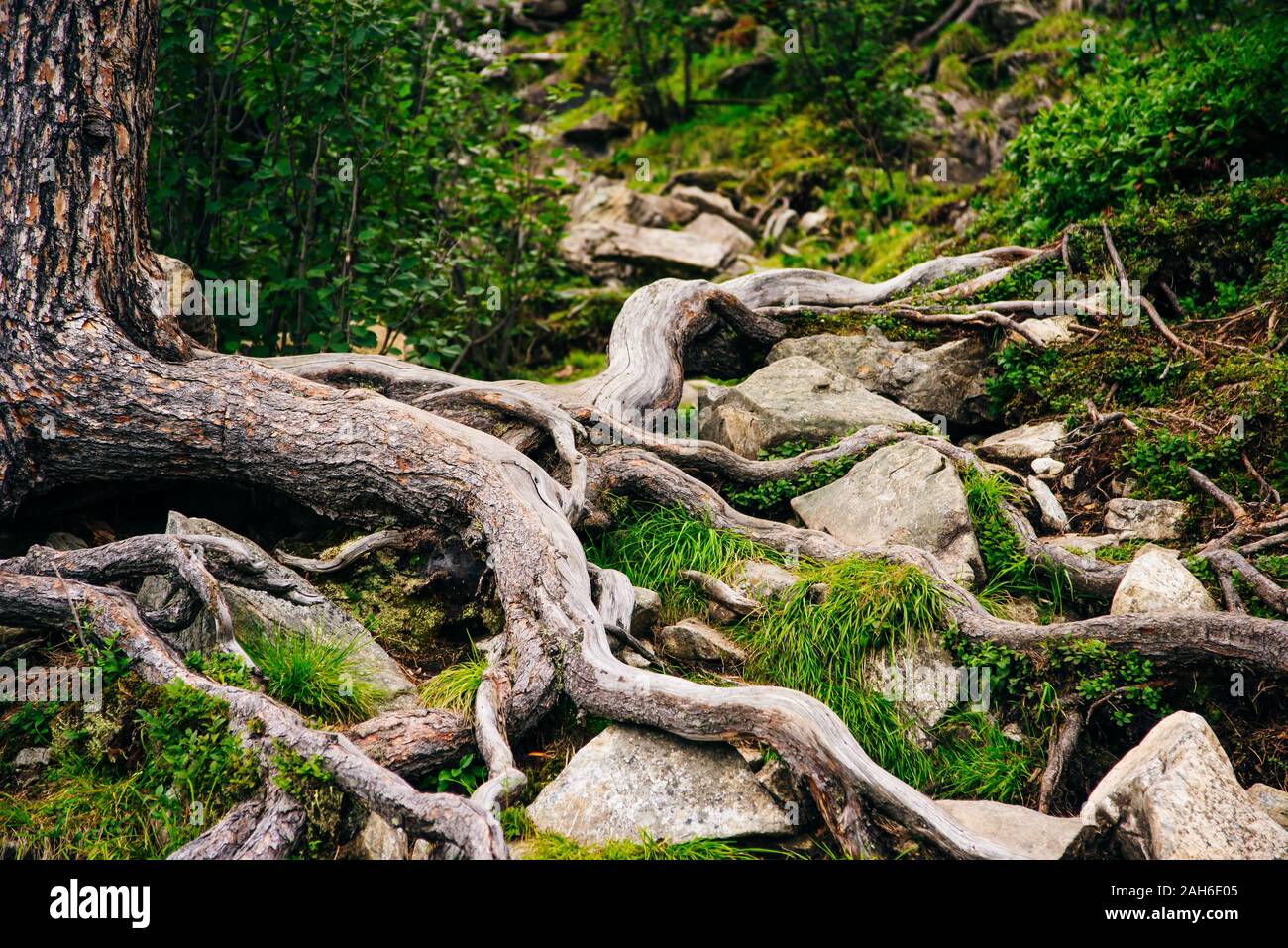 Forest trail with tree roots. Hiking in coniferous forest Stock Photo ...