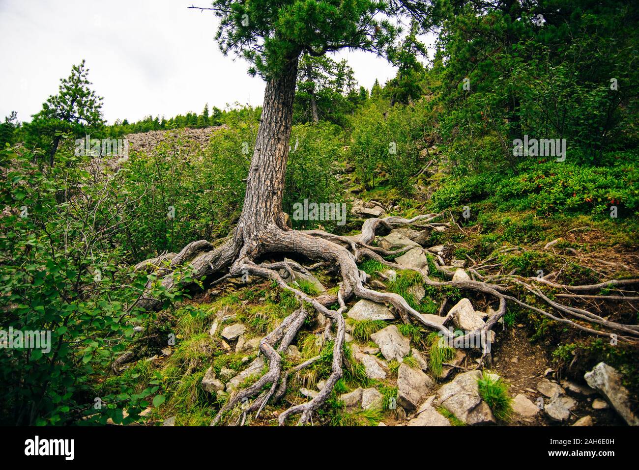 Forest trail with tree roots. Hiking in coniferous forest Stock Photo ...