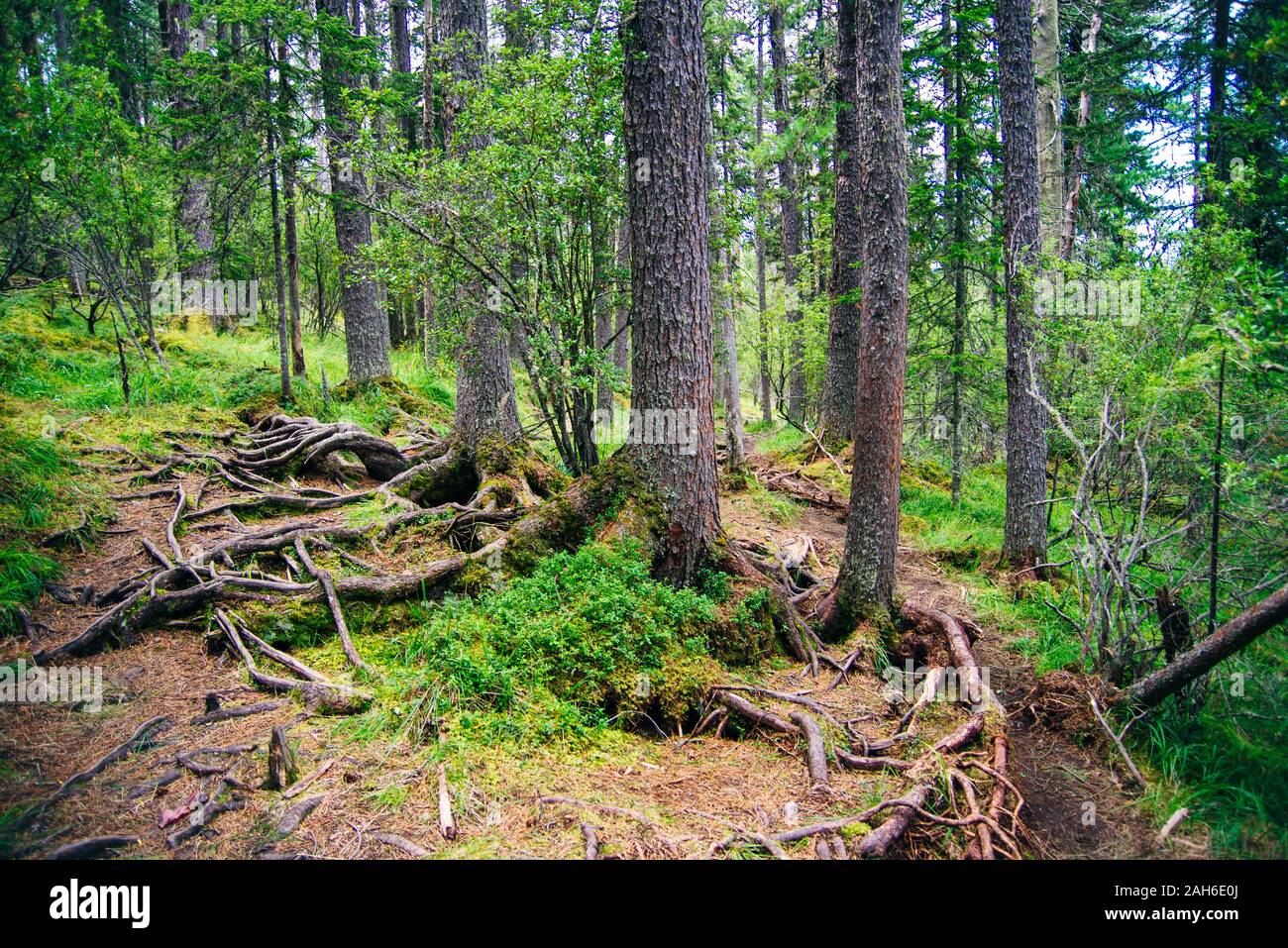 Forest trail with tree roots. Hiking in coniferous forest Stock Photo ...