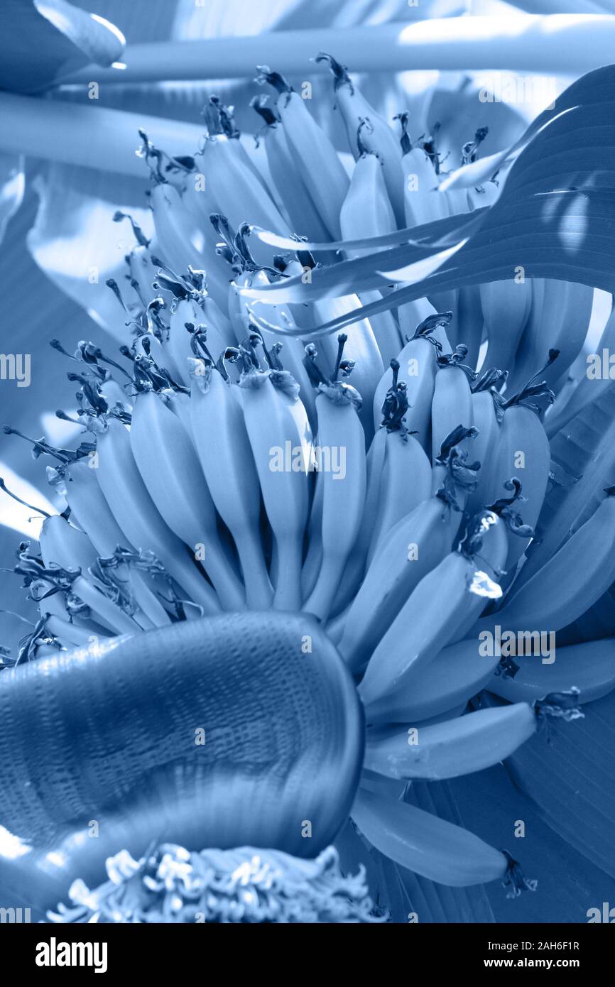 Raw banans. Color of the year 2020 Classic Blue Stock Photo - Alamy