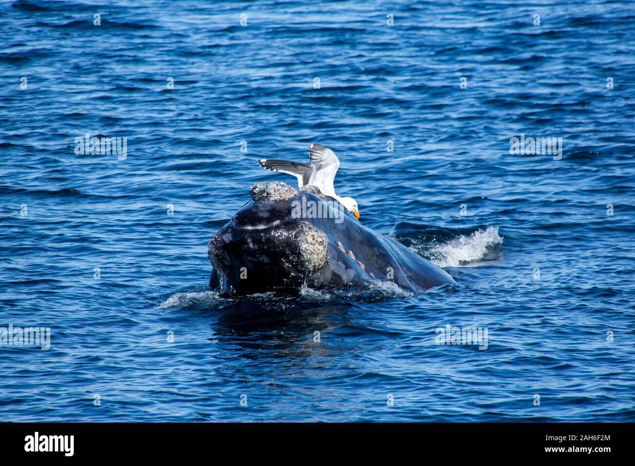 Southern Right Whale (Eubalaena australis) calf being attacked by Kelp ...