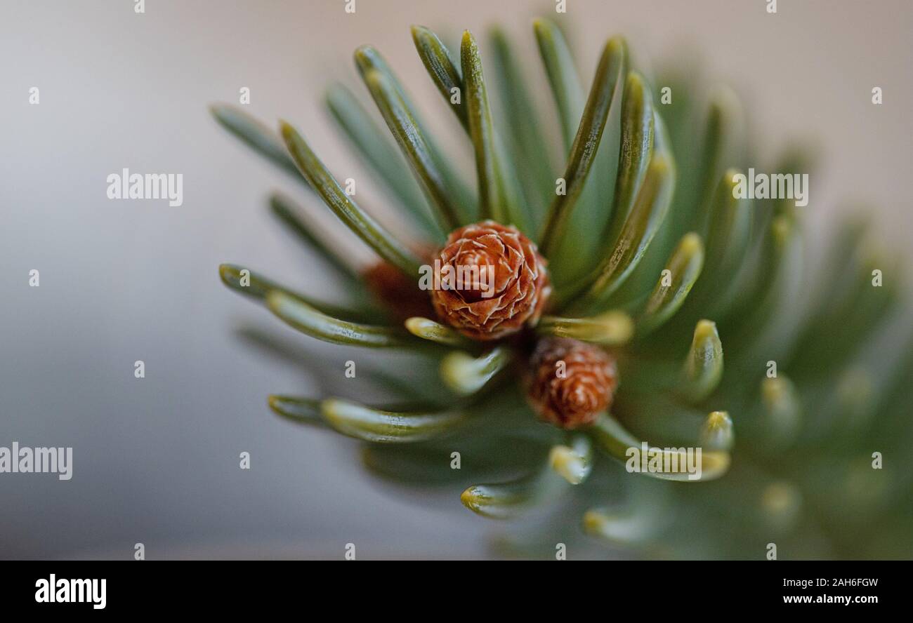 Baby pine cones on balsam tree branch Stock Photo - Alamy