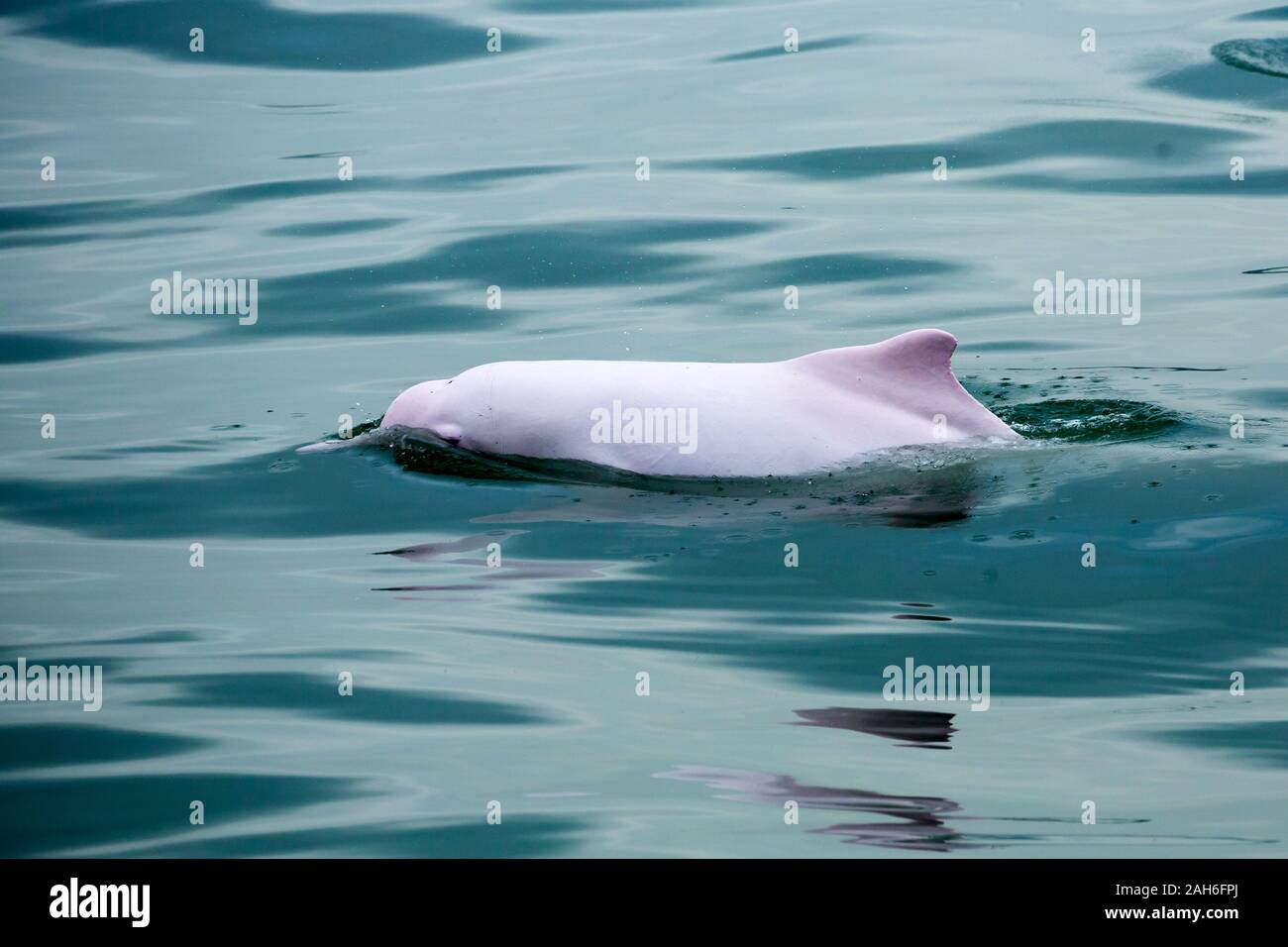 Indo-Pacific Humpback Dolphin / Chinese White Dolphin / Pink Dolphin ...
