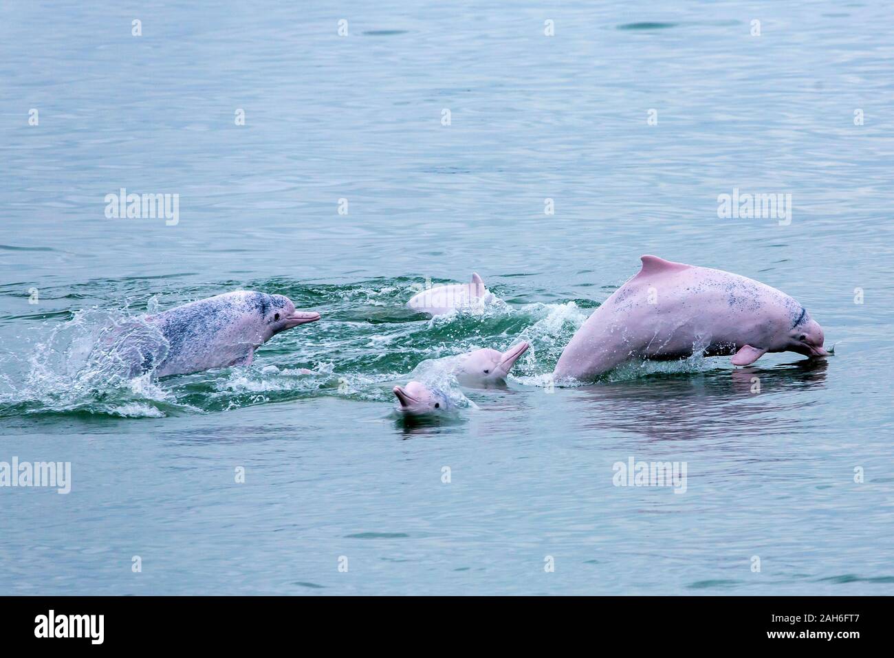 Chinese white dolphin hong kong airport hi-res stock photography and ...