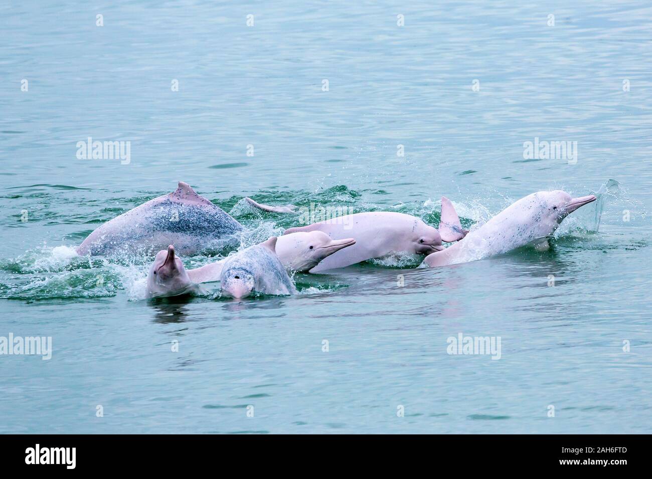 Indo-Pacific Humpback Dolphin / Chinese White Dolphin / Pink Dolphin ...