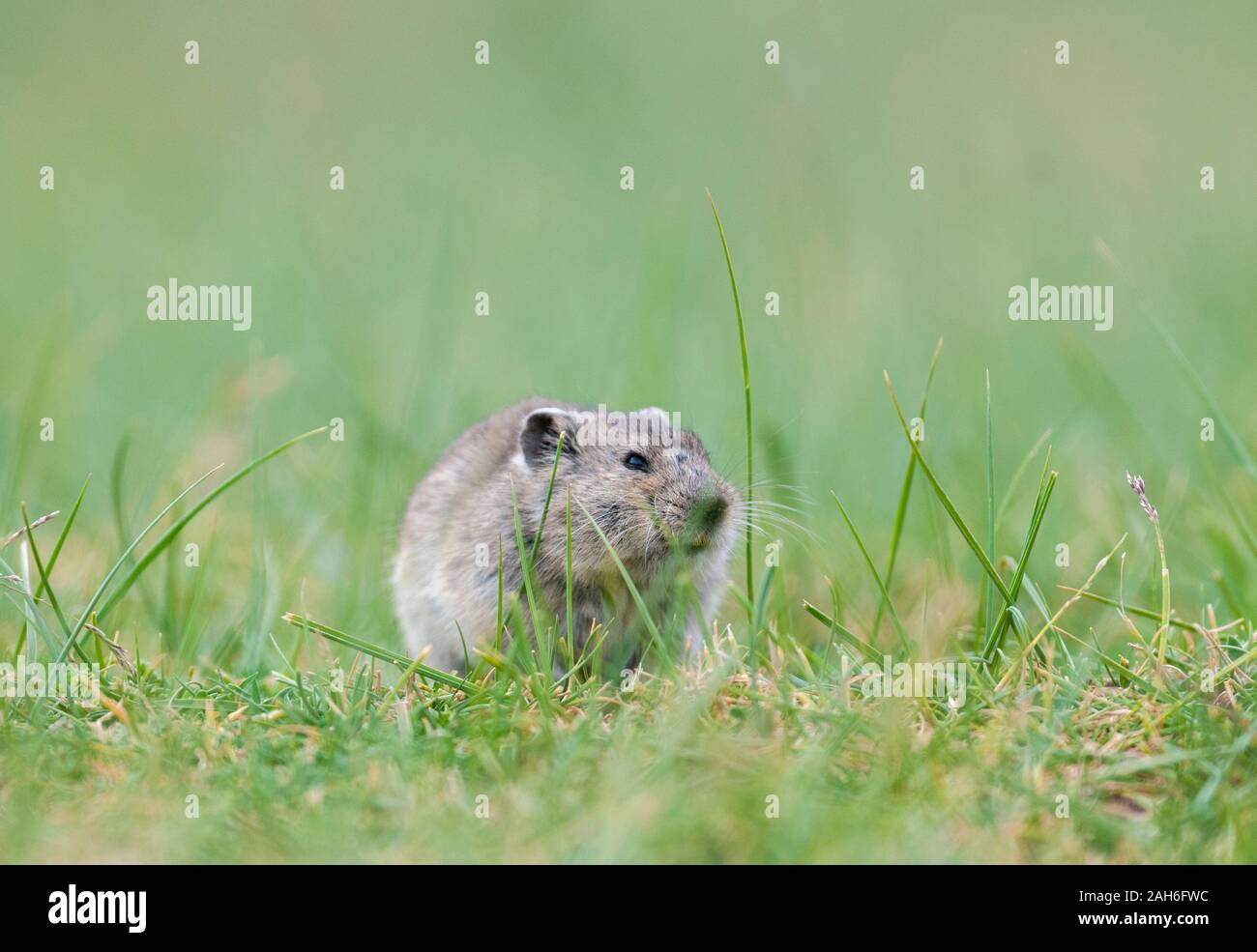 Rodent species seen near Tsokar Lake ,Ladakh, India, Asia Stock Photo ...