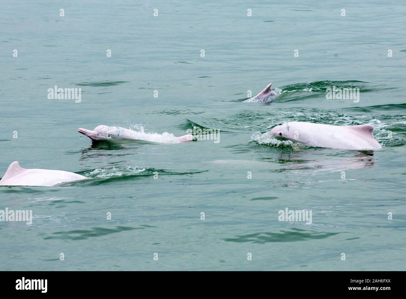 Indo-Pacific Humpback Dolphin / Chinese White Dolphin / Pink Dolphin ...