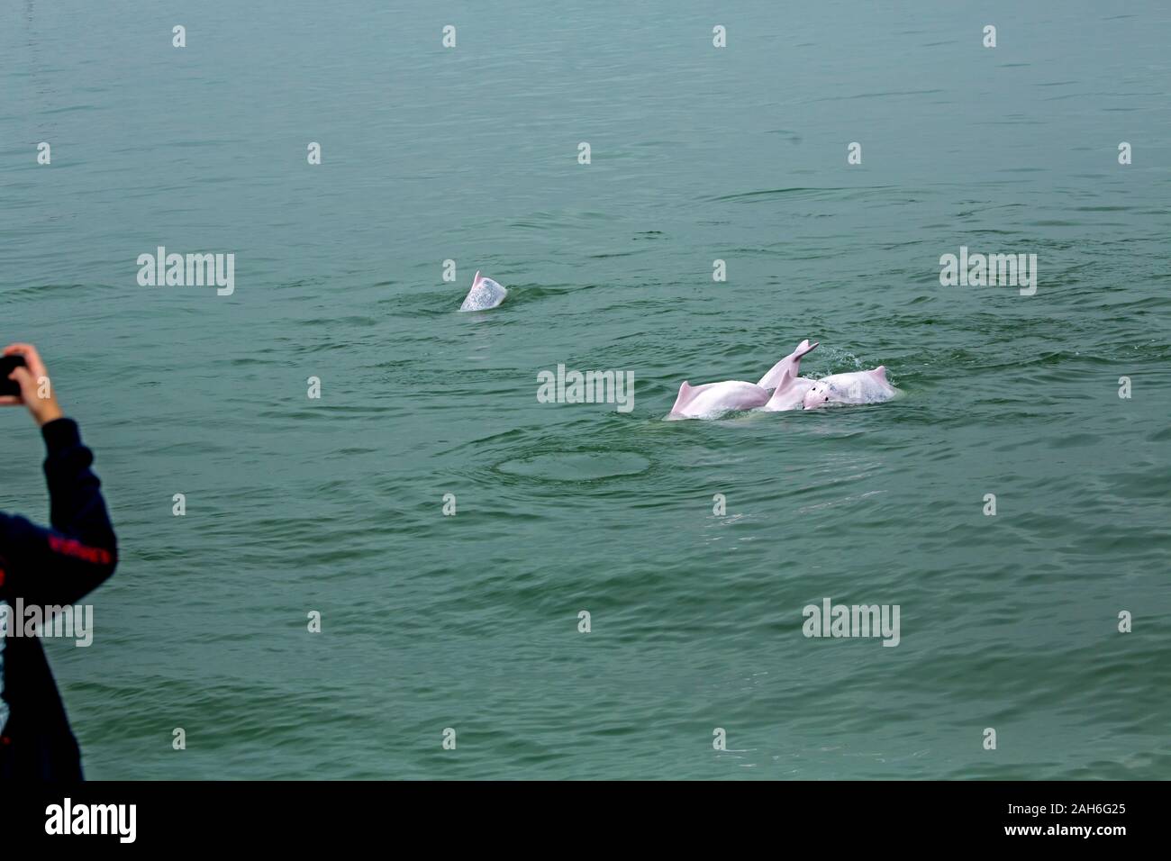 Indo-Pacific Humpback Dolphin / Chinese White Dolphin / Pink Dolphin ...