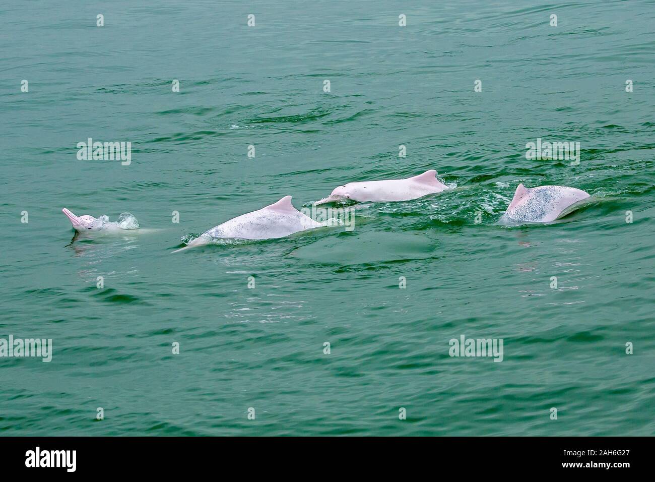 Indo-Pacific Humpback Dolphin / Chinese White Dolphin / Pink Dolphin ...
