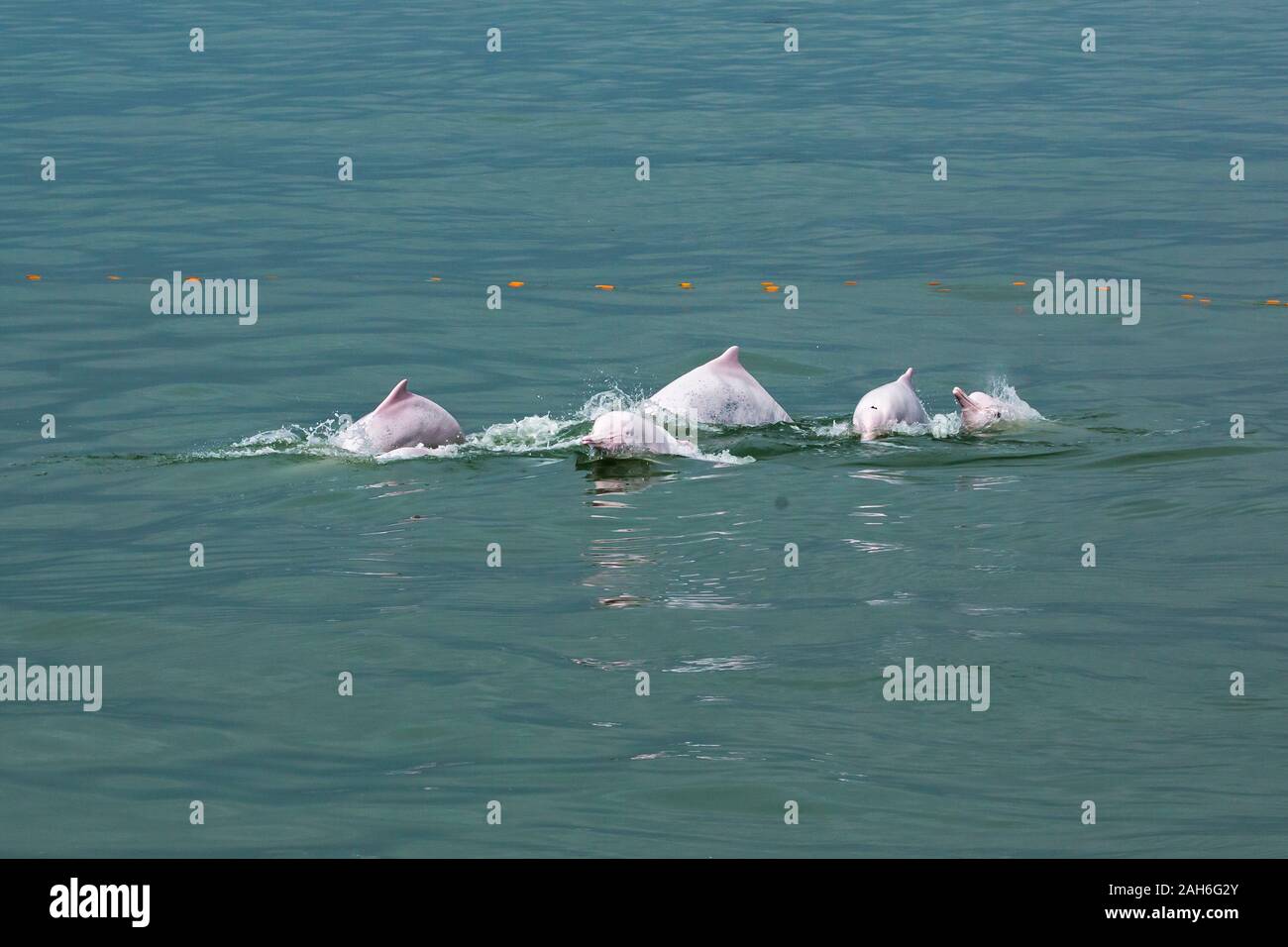 Dolphin net entanglement hi-res stock photography and images - Alamy