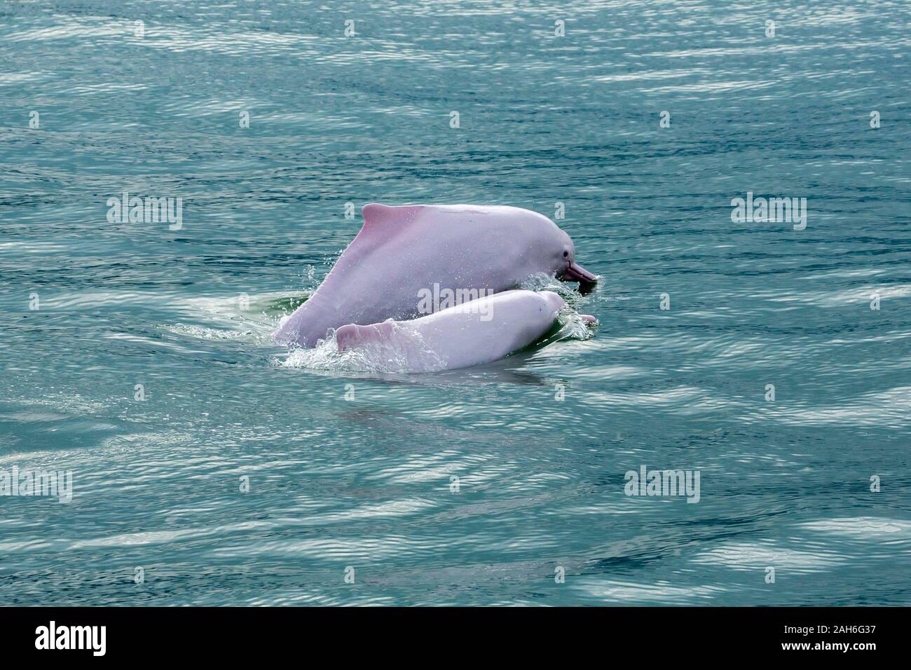 Indo-Pacific Humpback Dolphin / Chinese White Dolphin / Pink Dolphin ...