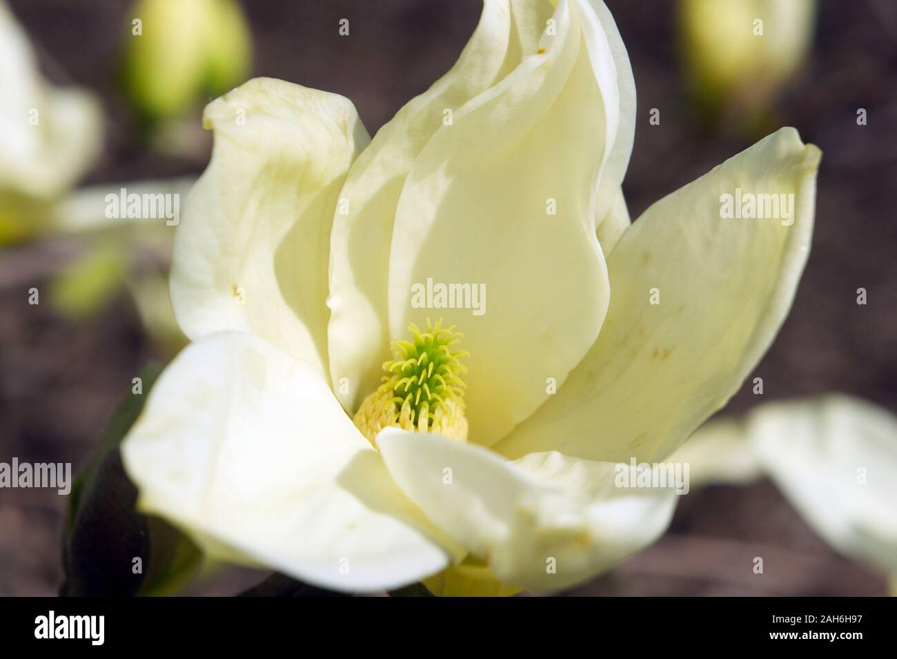 Magnolia cross hi-res stock photography and images - Alamy