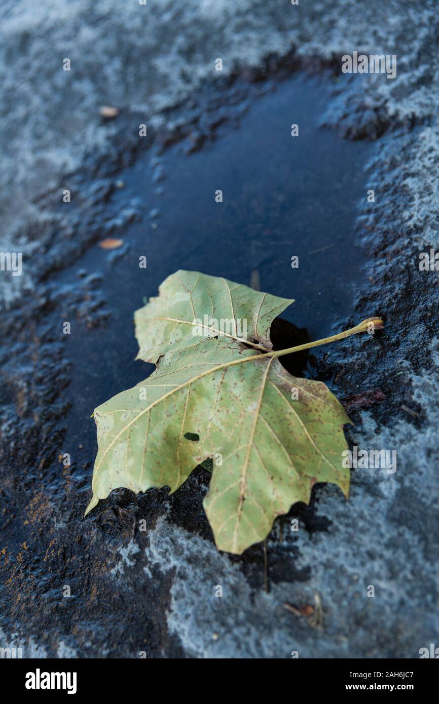 Large green leaf lying in a puddle on a rock in fall Stock Photo - Alamy