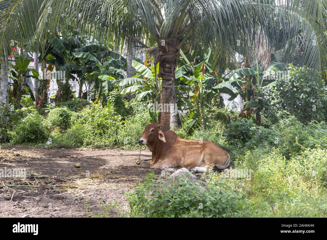 Cow sitting under a palm tree, Philippines Stock Photo - Alamy