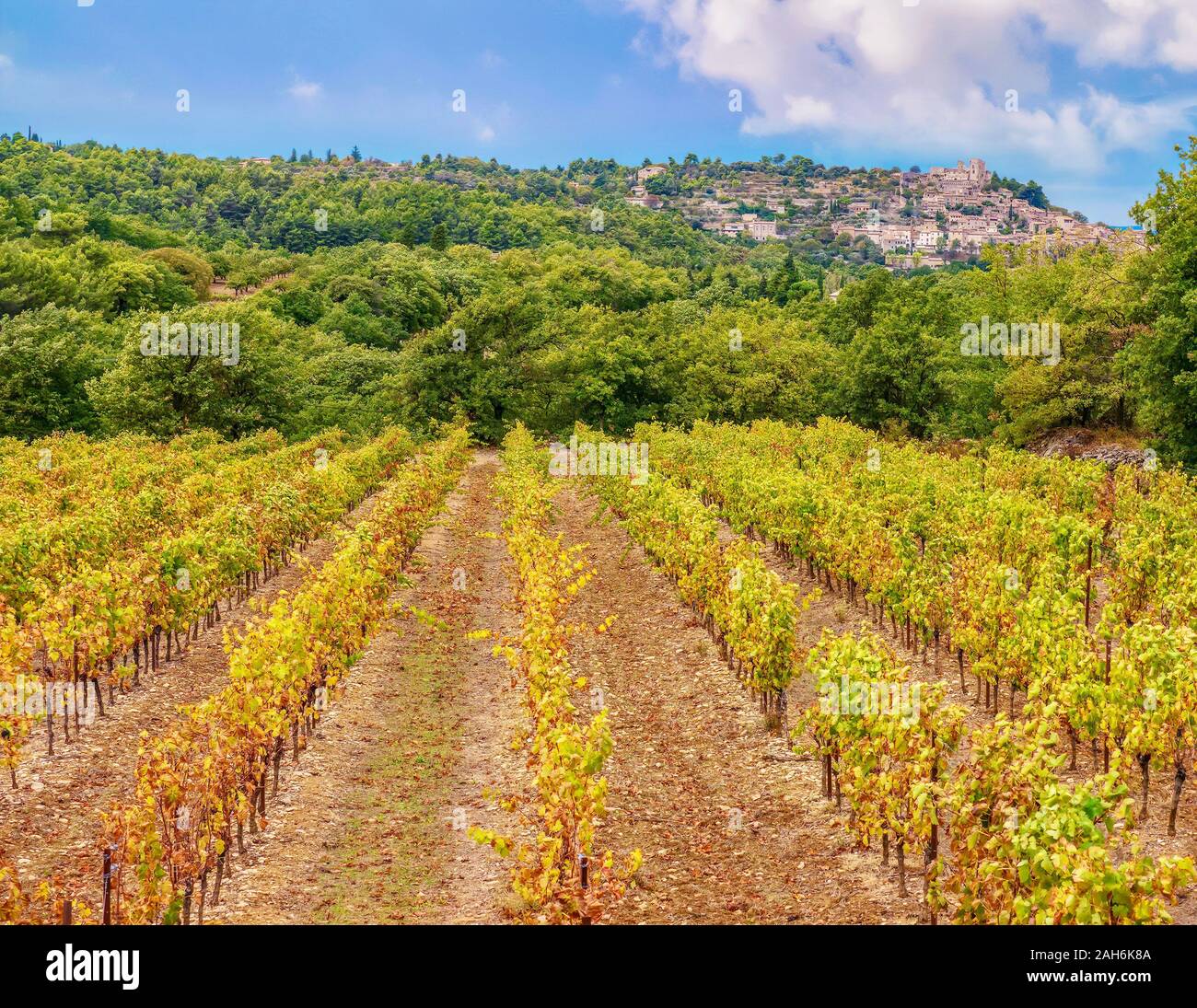 France vineyard hi-res stock photography and images - Alamy