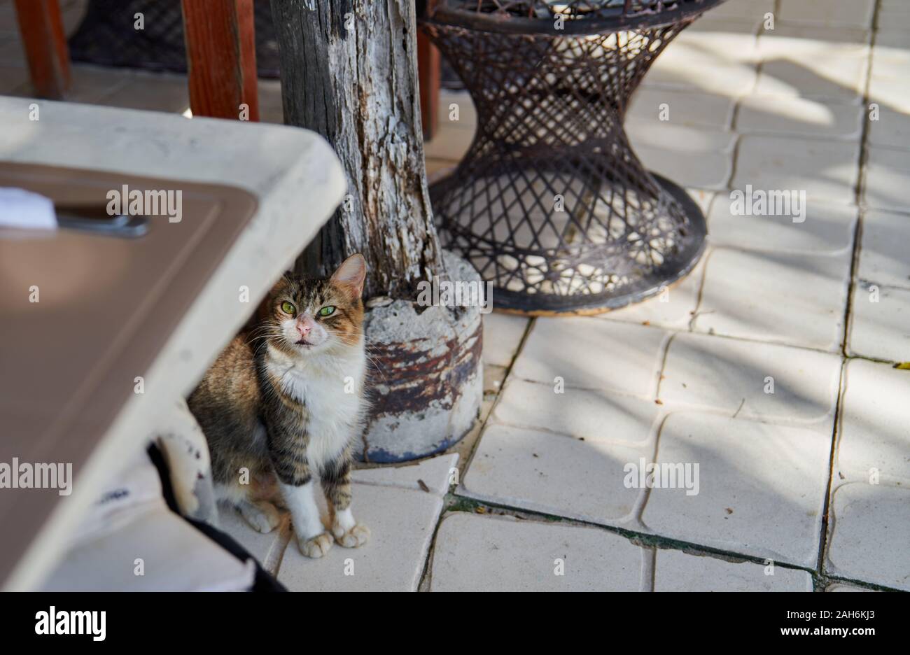 Cat with green eyes in the Dominican Republic Stock Photo - Alamy