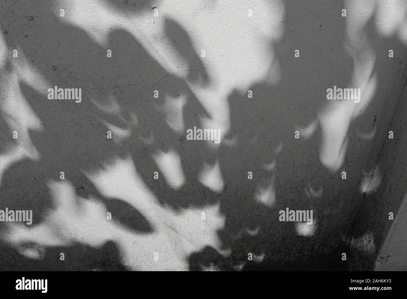 Crescent-shaped shadows of foliage during annular solar eclipse in ...