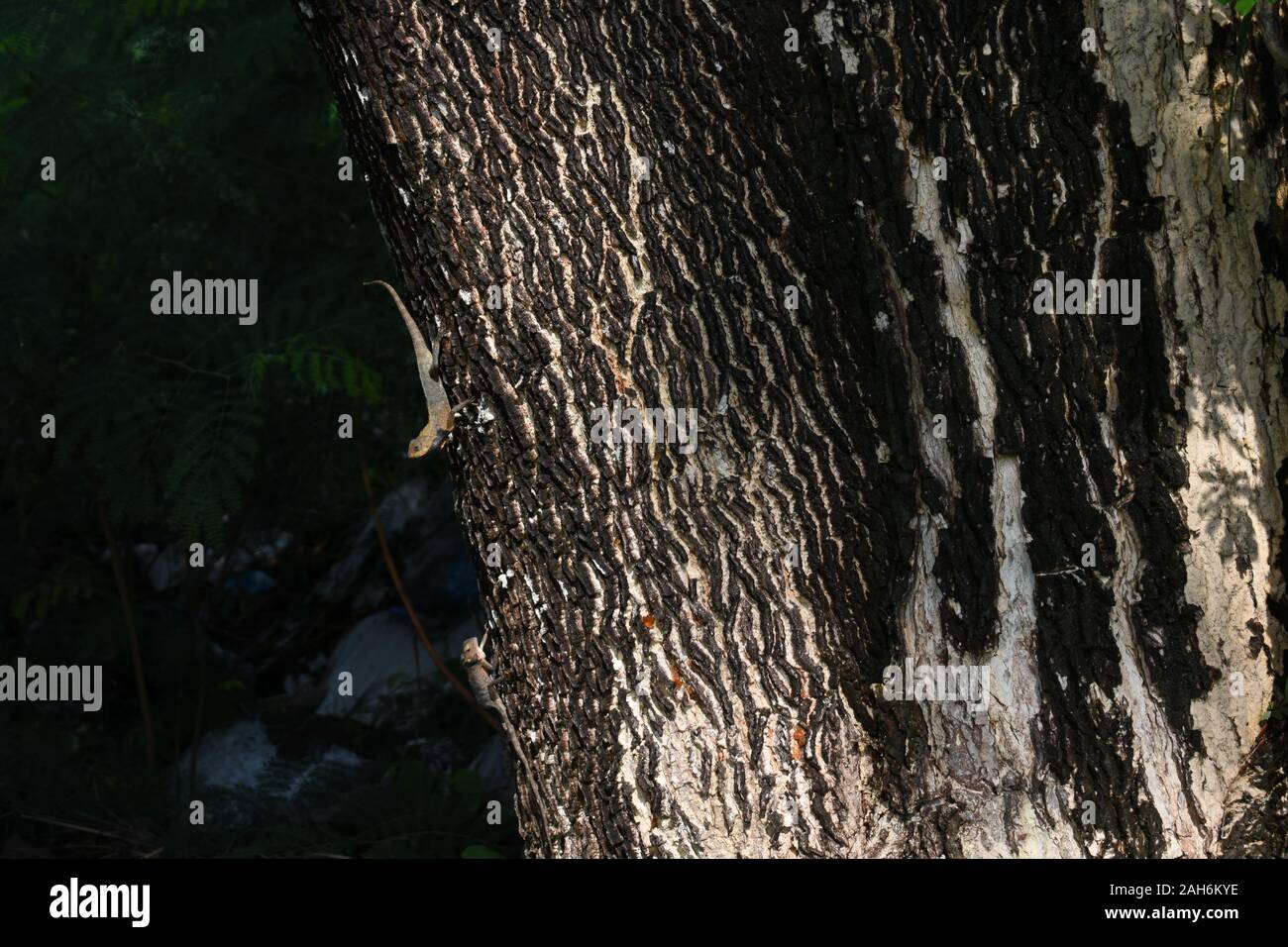 Two tailed lizard hi-res stock photography and images - Alamy