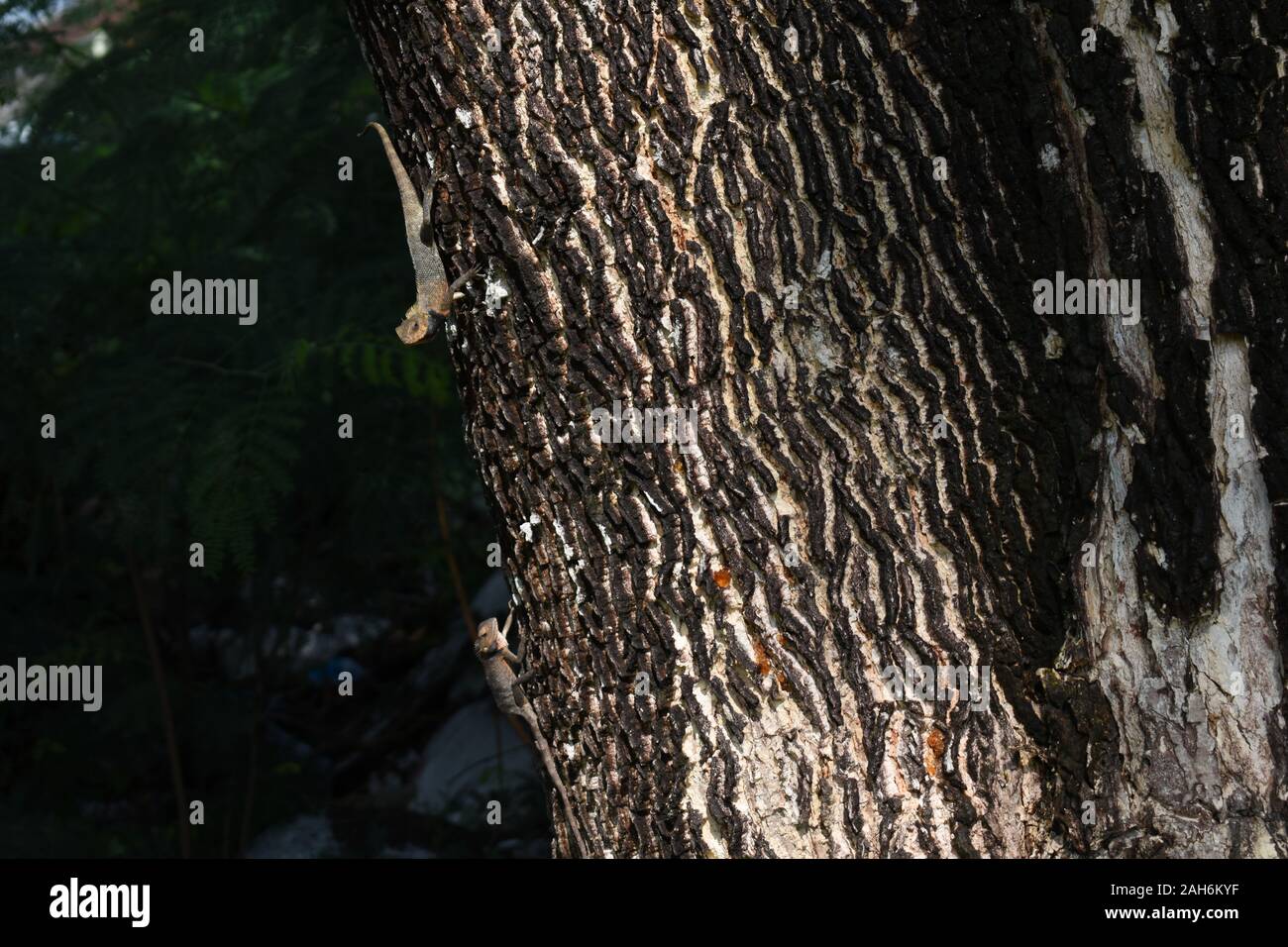 Two tailed lizard hi-res stock photography and images - Alamy