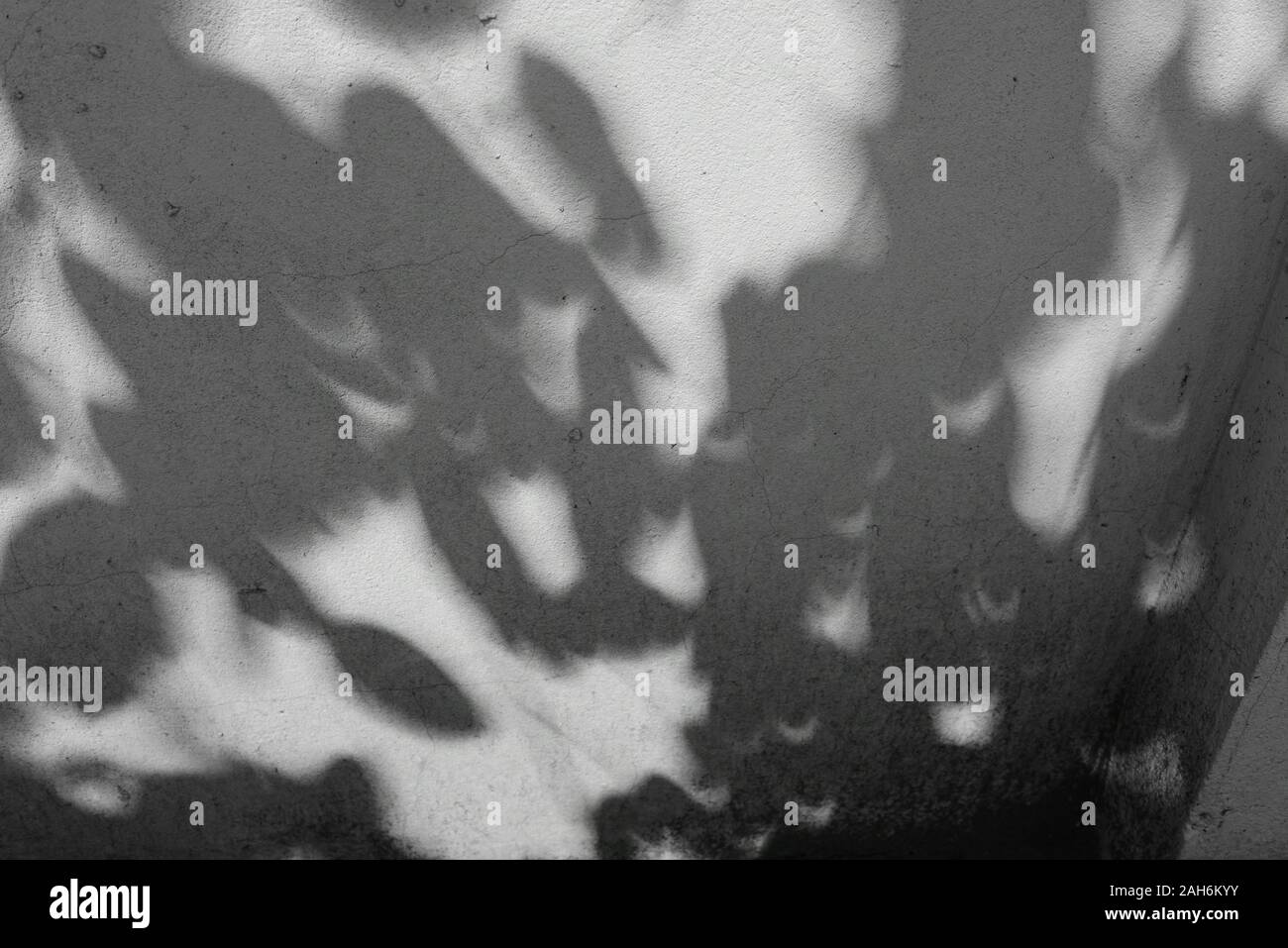 Crescent-shaped shadows of foliage during annular solar eclipse in ...