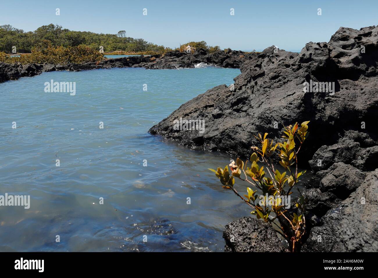 Seagull nesting among black basalt volcanic rocks in the scenic ...
