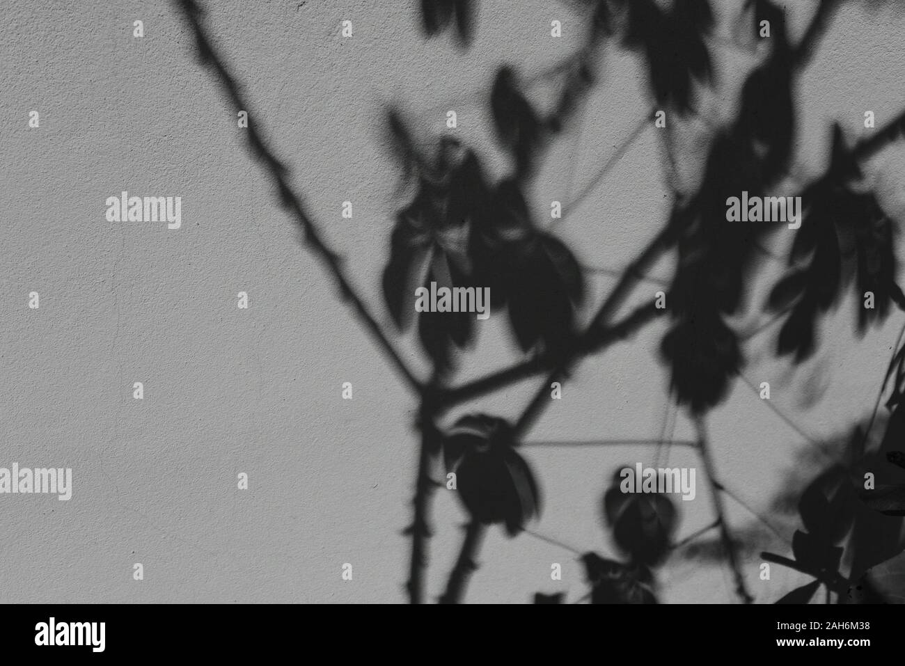 Crescent-shaped shadows of foliage during annular solar eclipse in ...