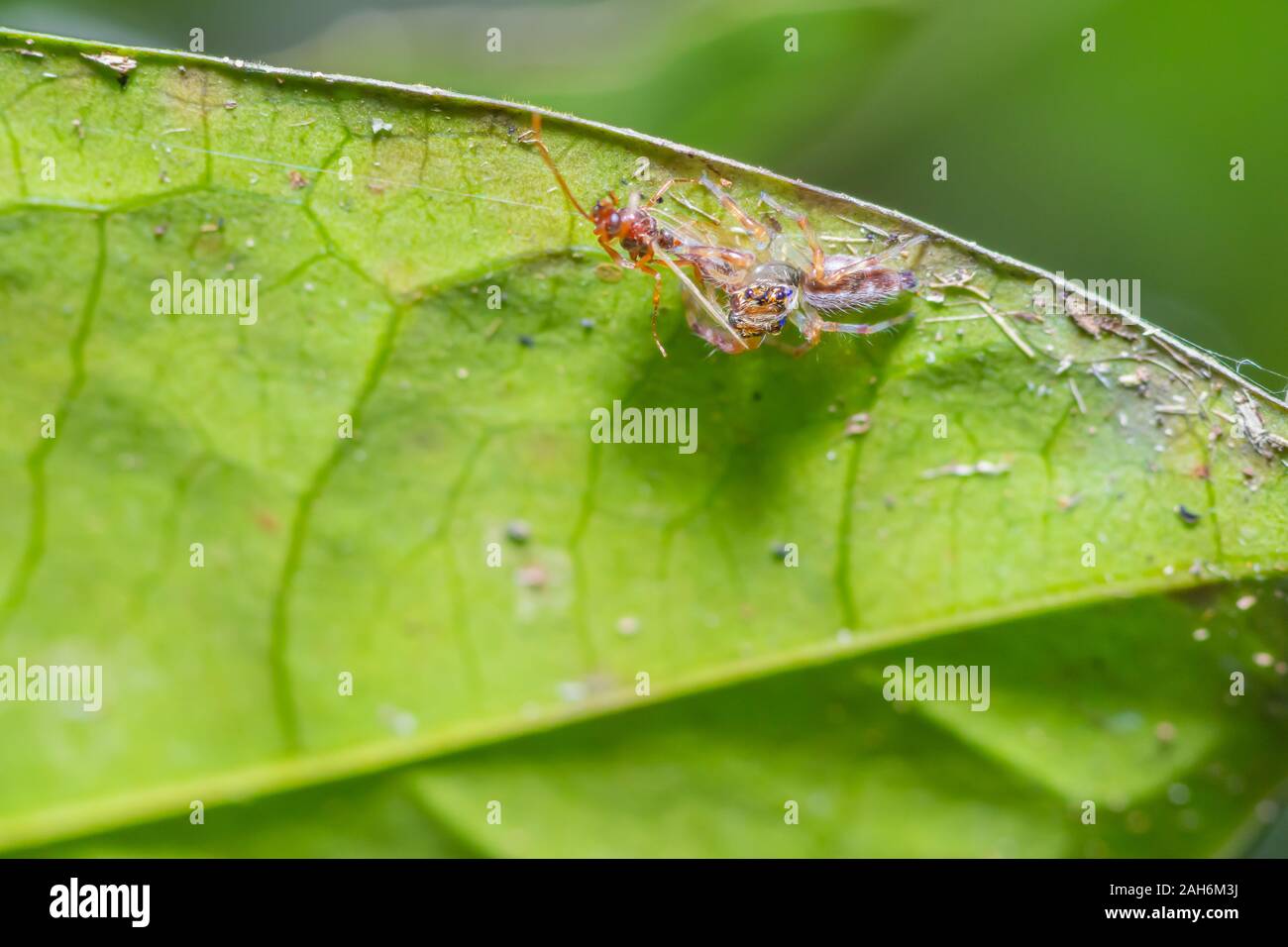 Orange striped spider eating insect under green leaf in forest Stock ...