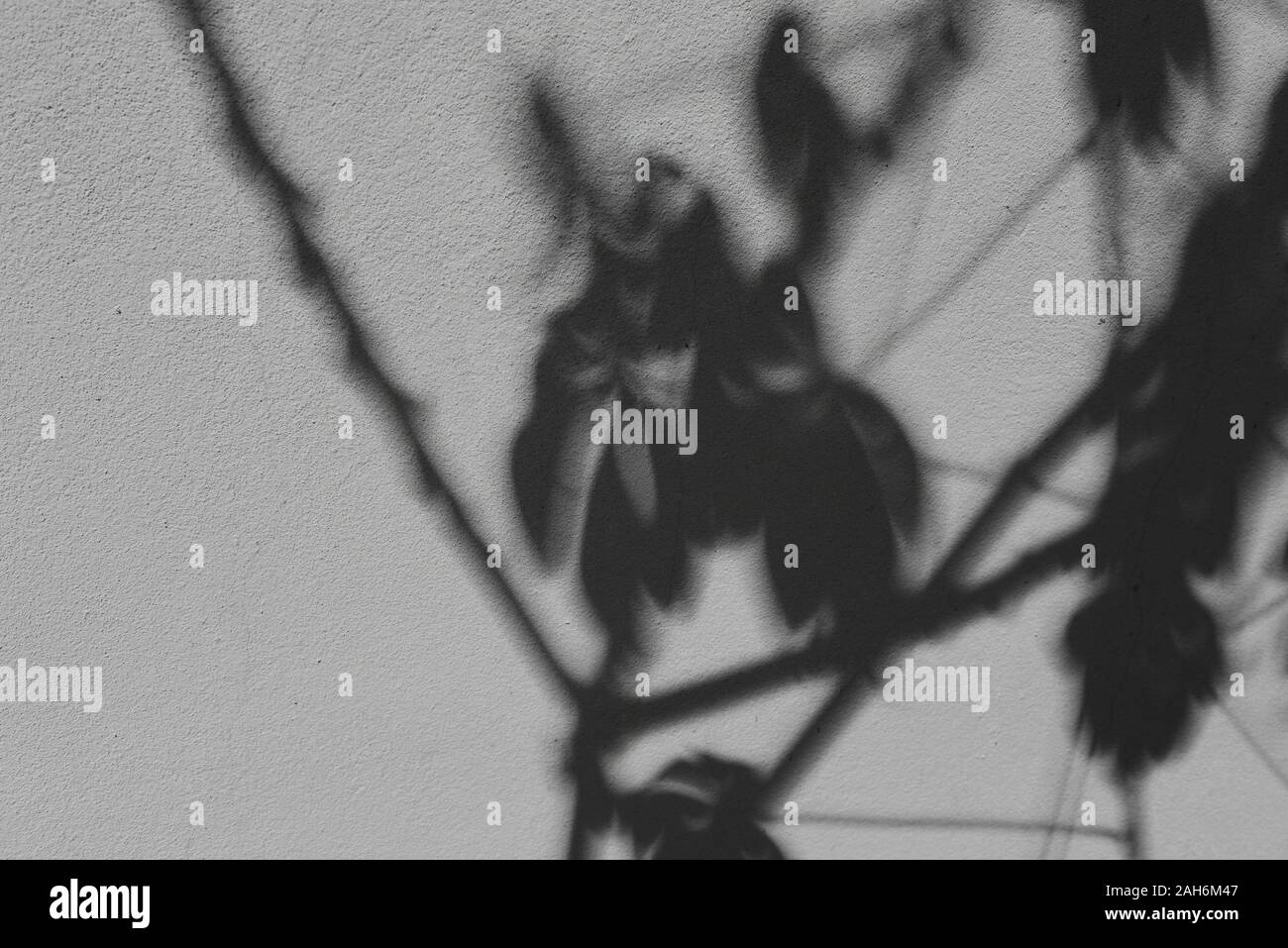 Crescent-shaped shadows of foliage during annular solar eclipse in ...