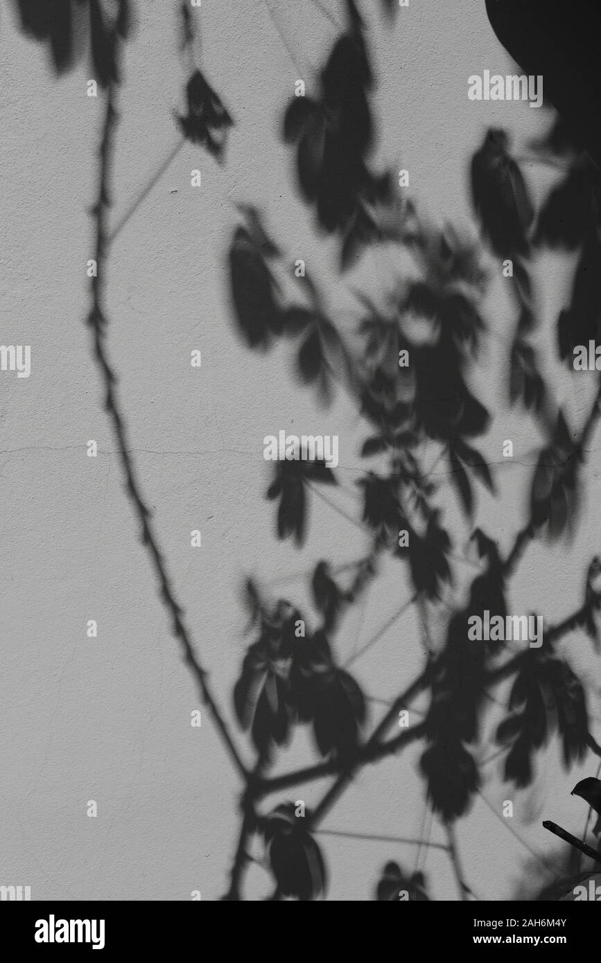 Crescent-shaped shadows of foliage during annular solar eclipse in ...