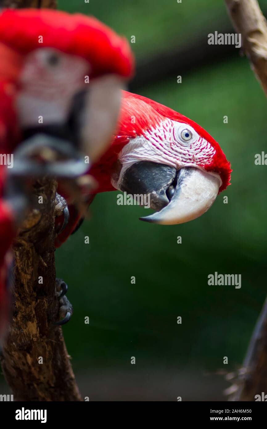 red and green macaw or green winged macaw, scientific name ara ...