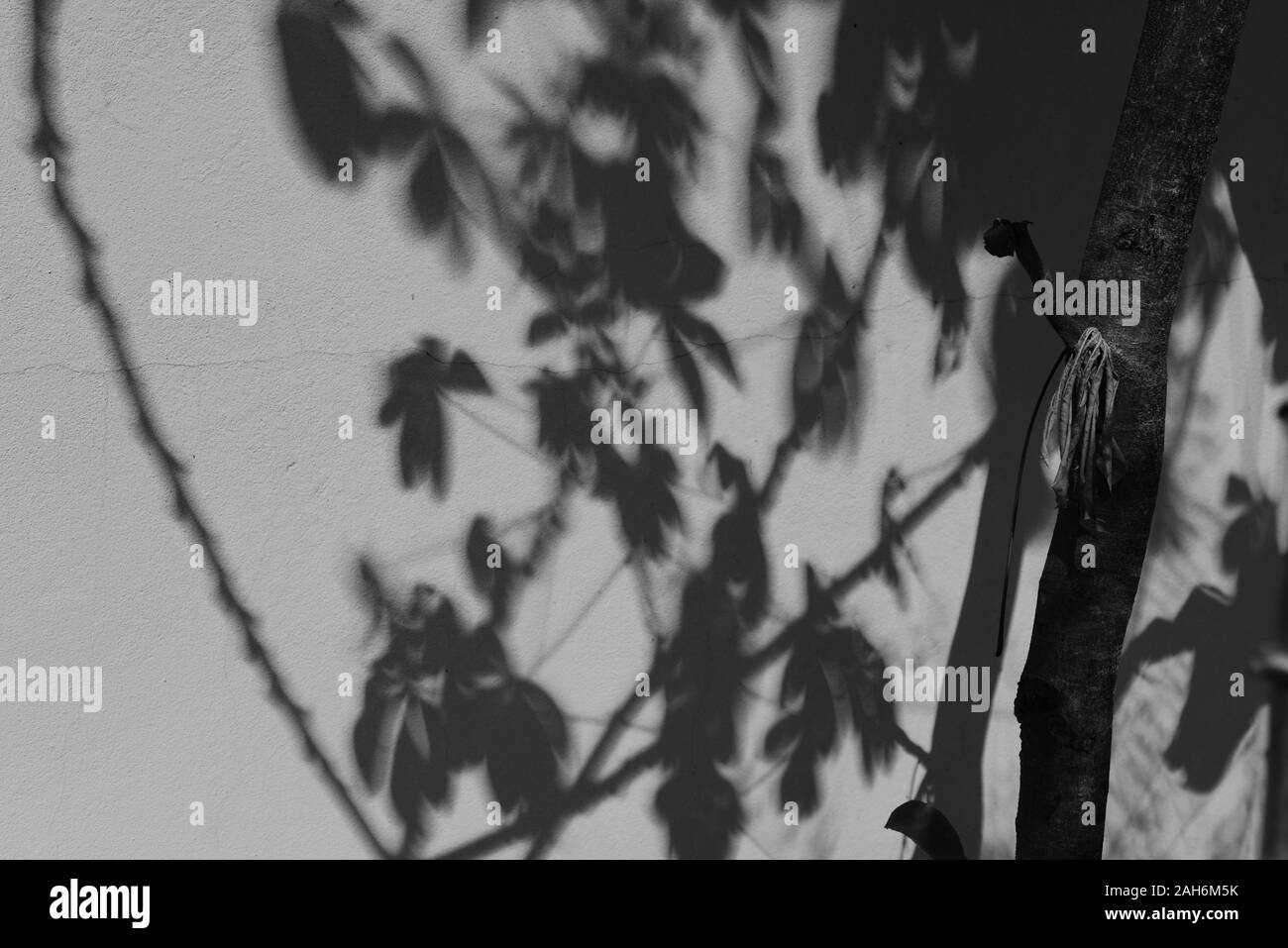 Crescent-shaped shadows of foliage during annular solar eclipse in ...
