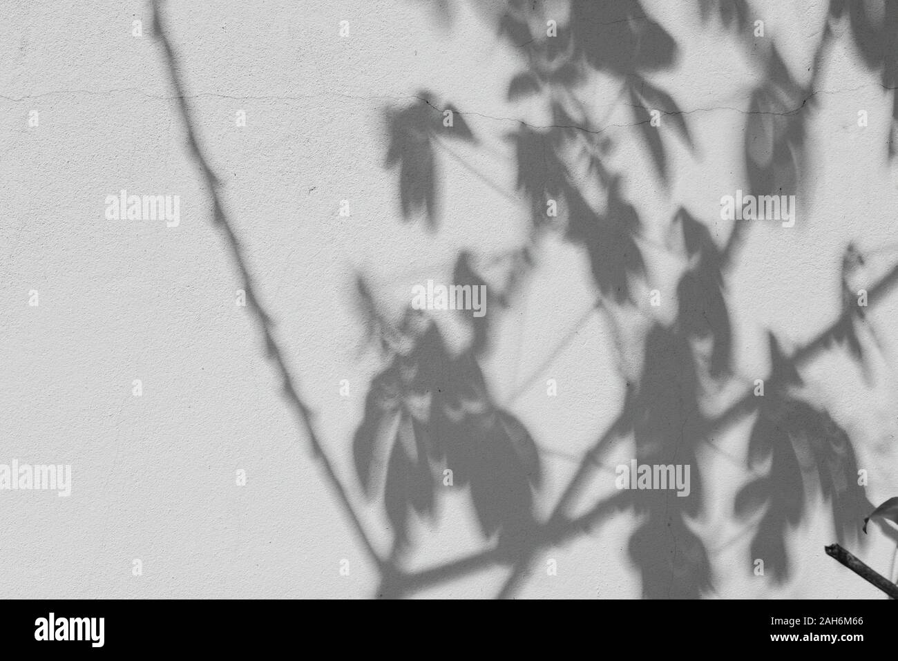 Crescent-shaped shadows of foliage during annular solar eclipse in ...